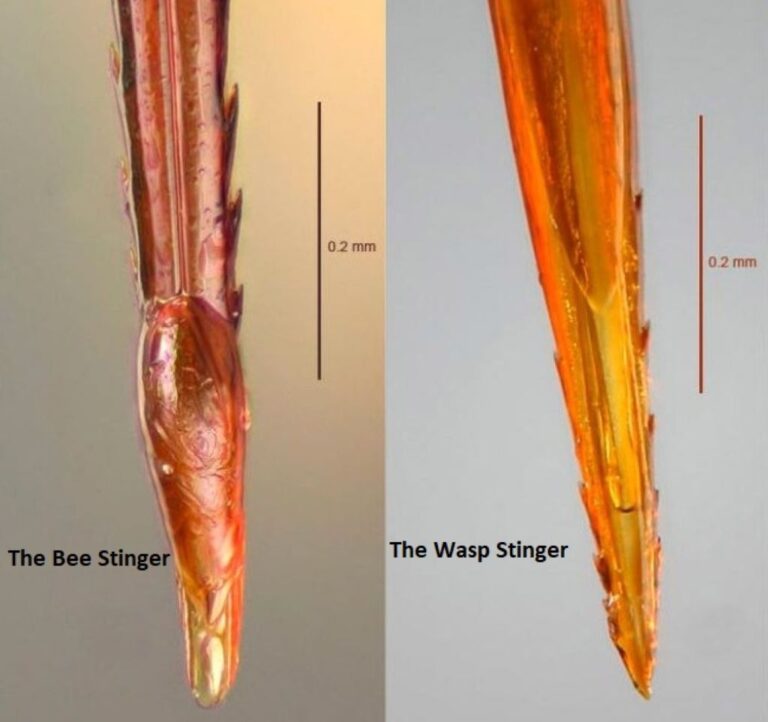Wasp sting vs. bee sting